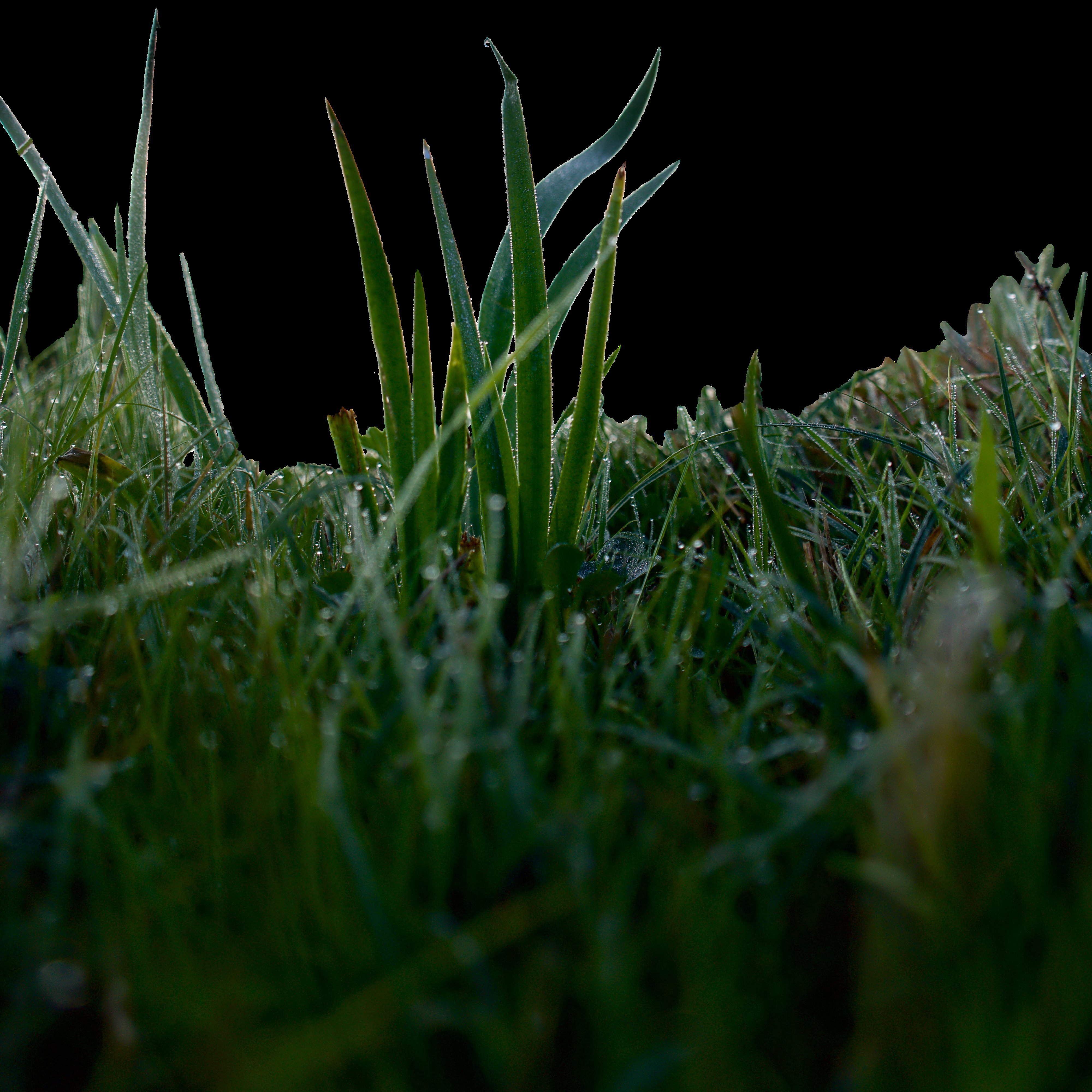 Растровый клипарт - Design Bundles - 20 Green Grass Overlays, Different ...